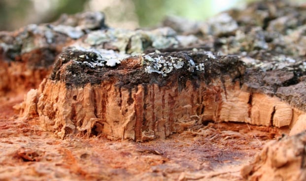 Cork as a Building Material: A History