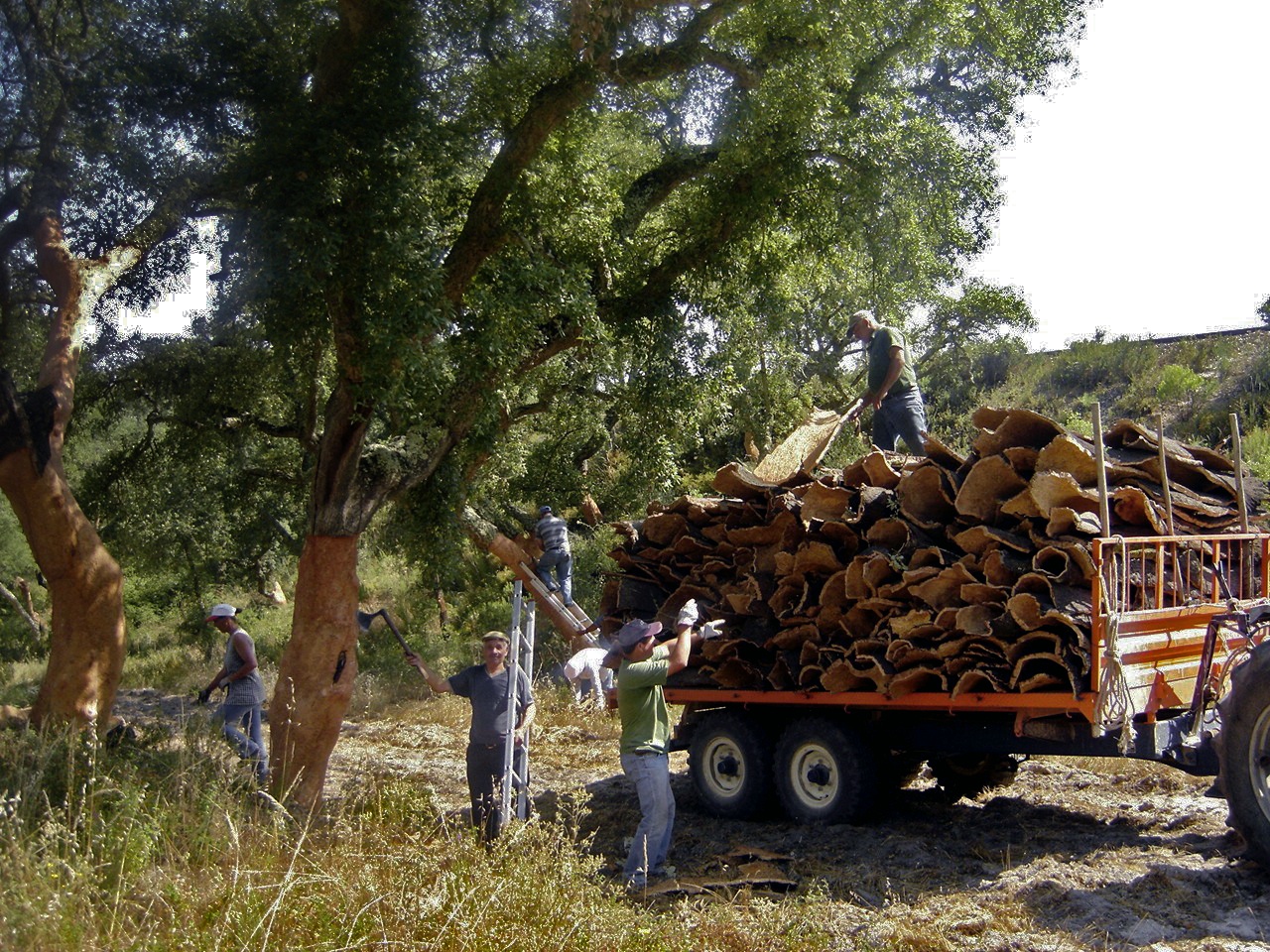 Cork as a Building Material: A History